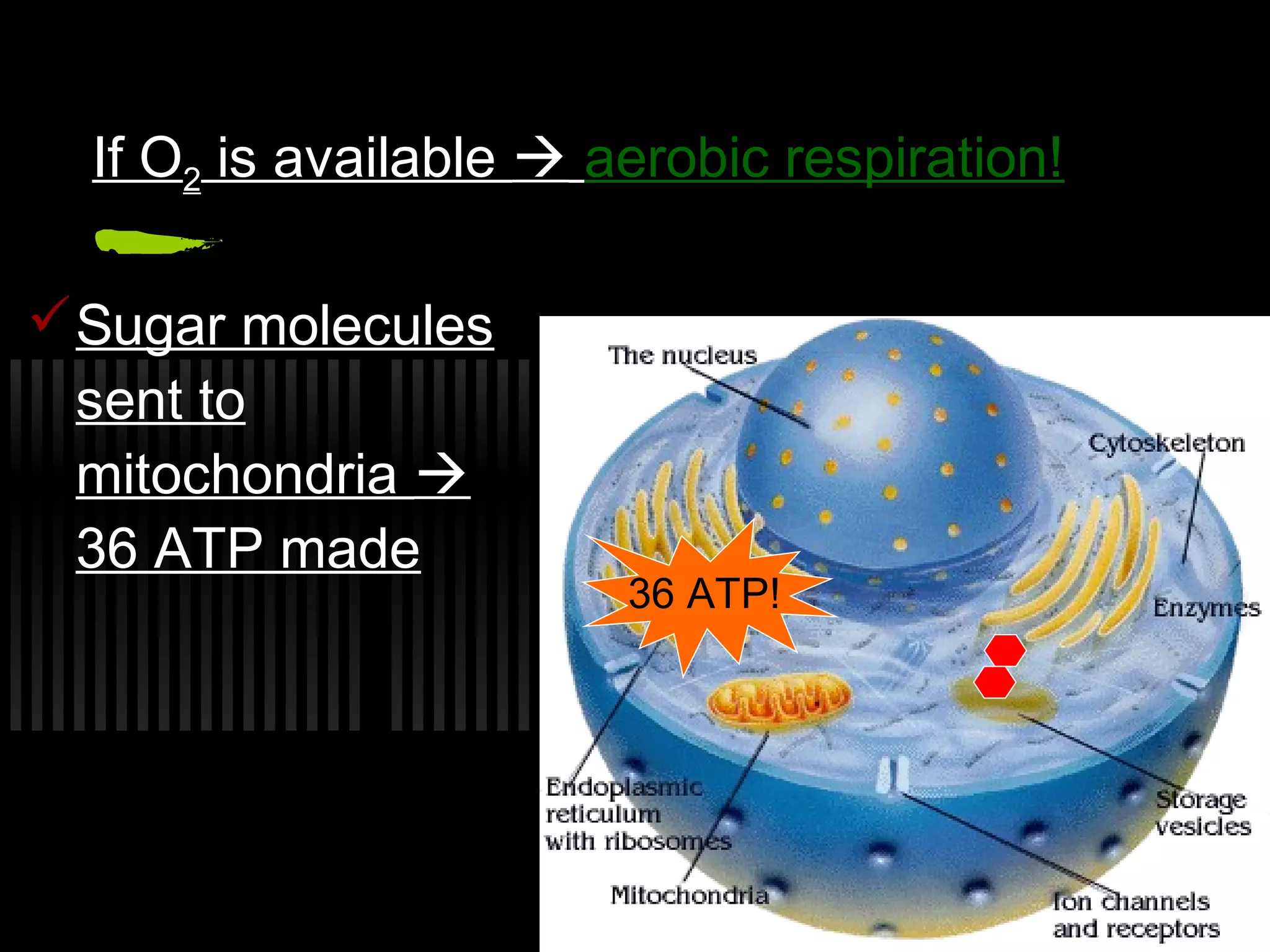 Cellular respiration introduction for 9th grade biology | PPT
