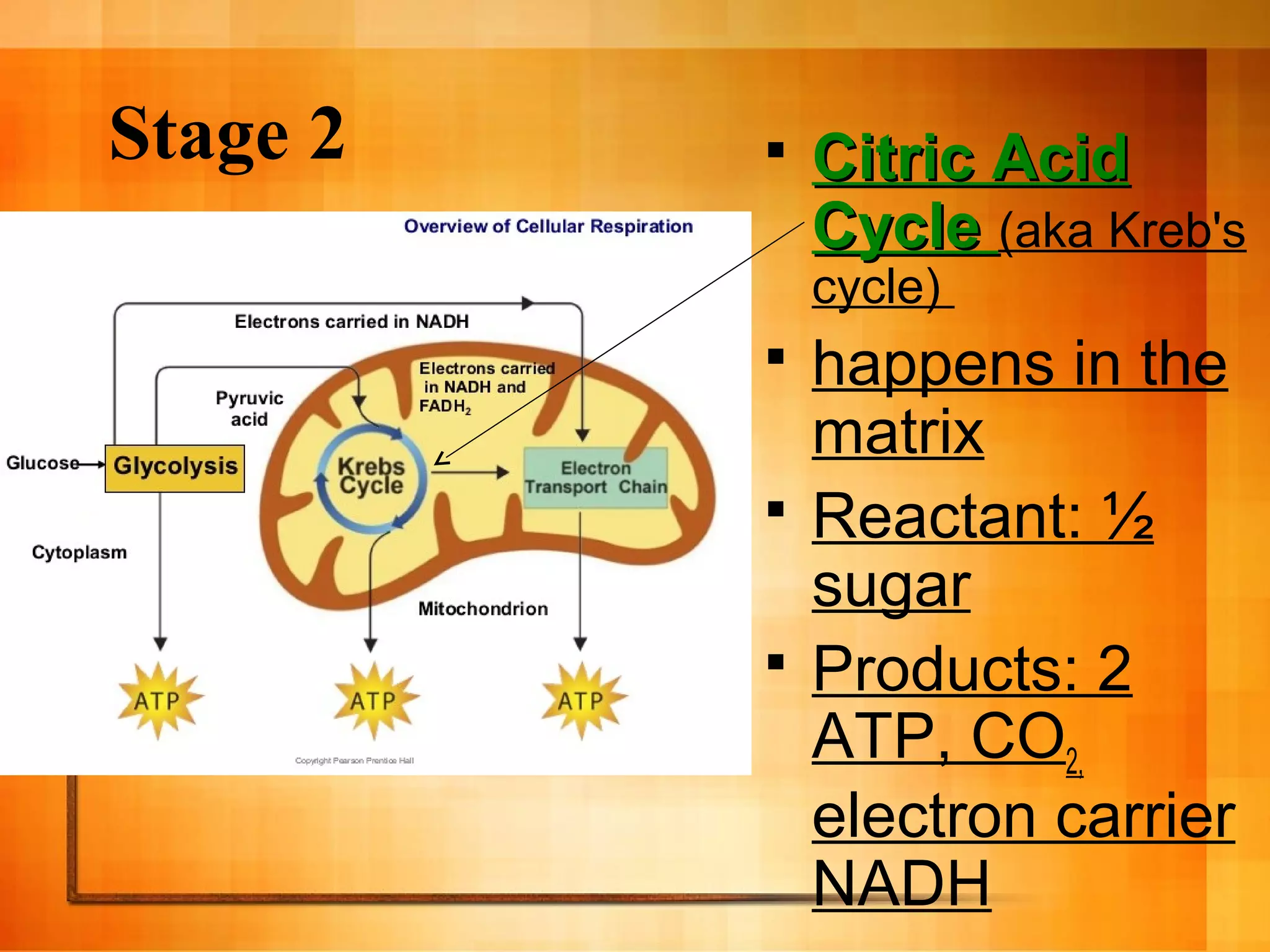 Cellular respiration introduction for 9th grade biology | PPT