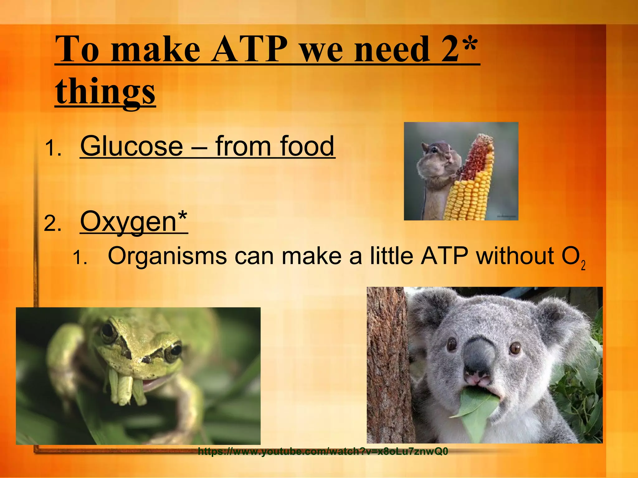 Cellular respiration introduction for 9th grade biology | PPT