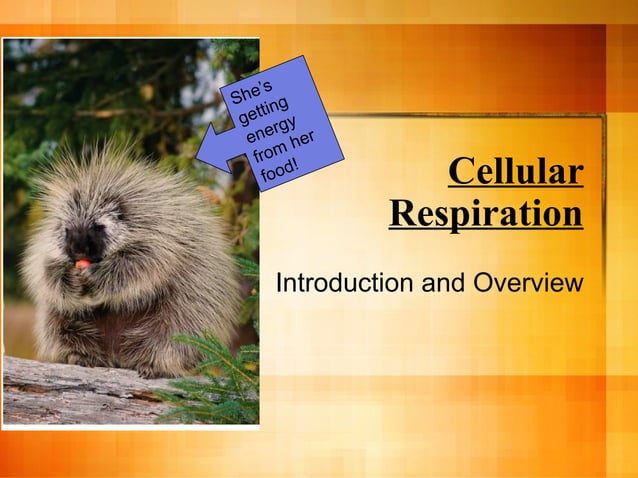 Cellular respiration introduction for 9th grade biology | PPT