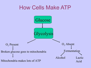 Cellular respiration introduction for 9th grade biology | PPT