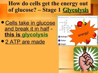 Cellular respiration introduction for 9th grade biology | PPT