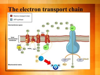 Cellular respiration introduction for 9th grade biology | PPT