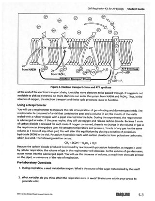 Cellular respiration lab | PDF