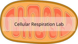 Cellular Respiration and heart rate Lab | PPTX