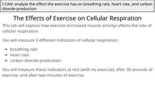 Cellular Respiration and heart rate Lab | PPTX