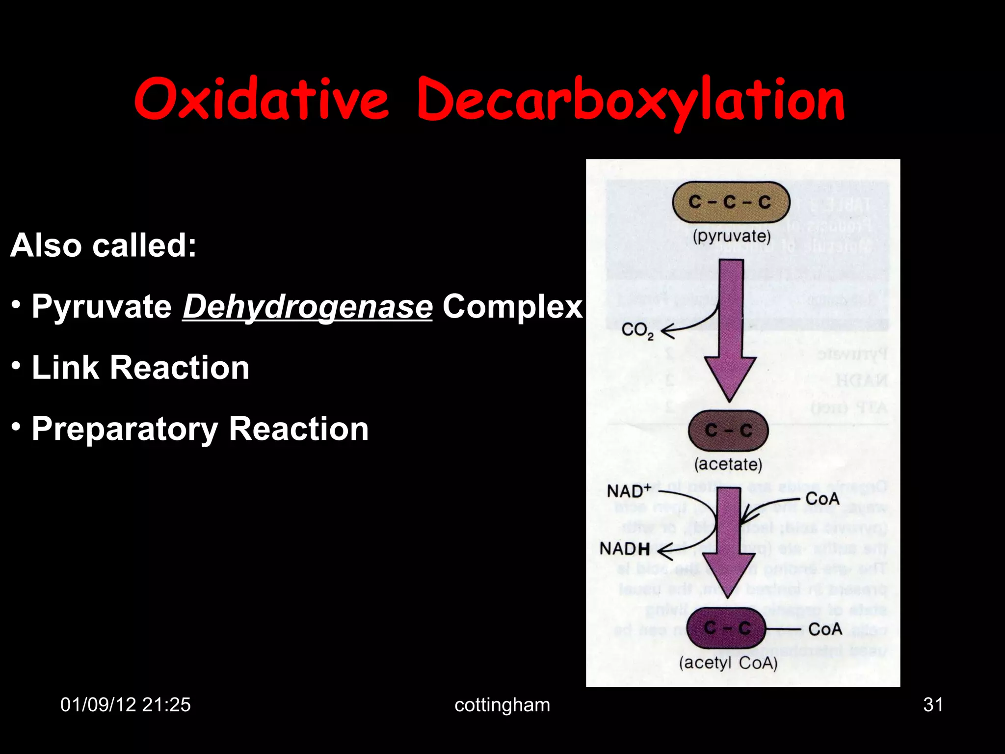 Cellular respiration master honors | PPT | Biological Sciences | Science