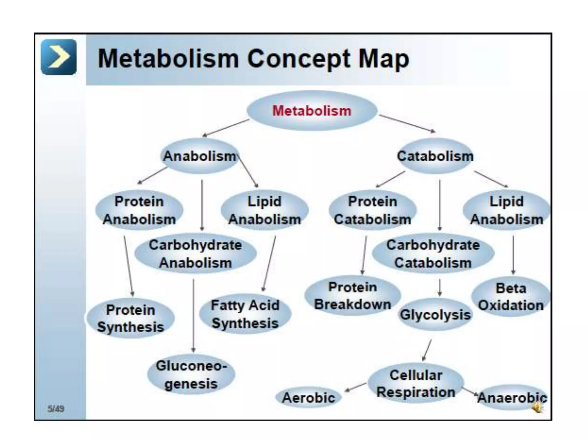 Cellular respiration & metabolism | PPTX