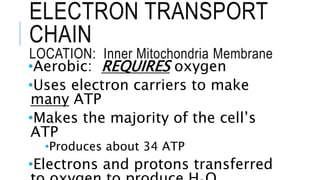 Cellular Respiration Notes | PPTX