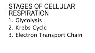 Cellular Respiration Notes | PPTX
