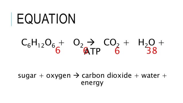 Cellular Respiration Notes