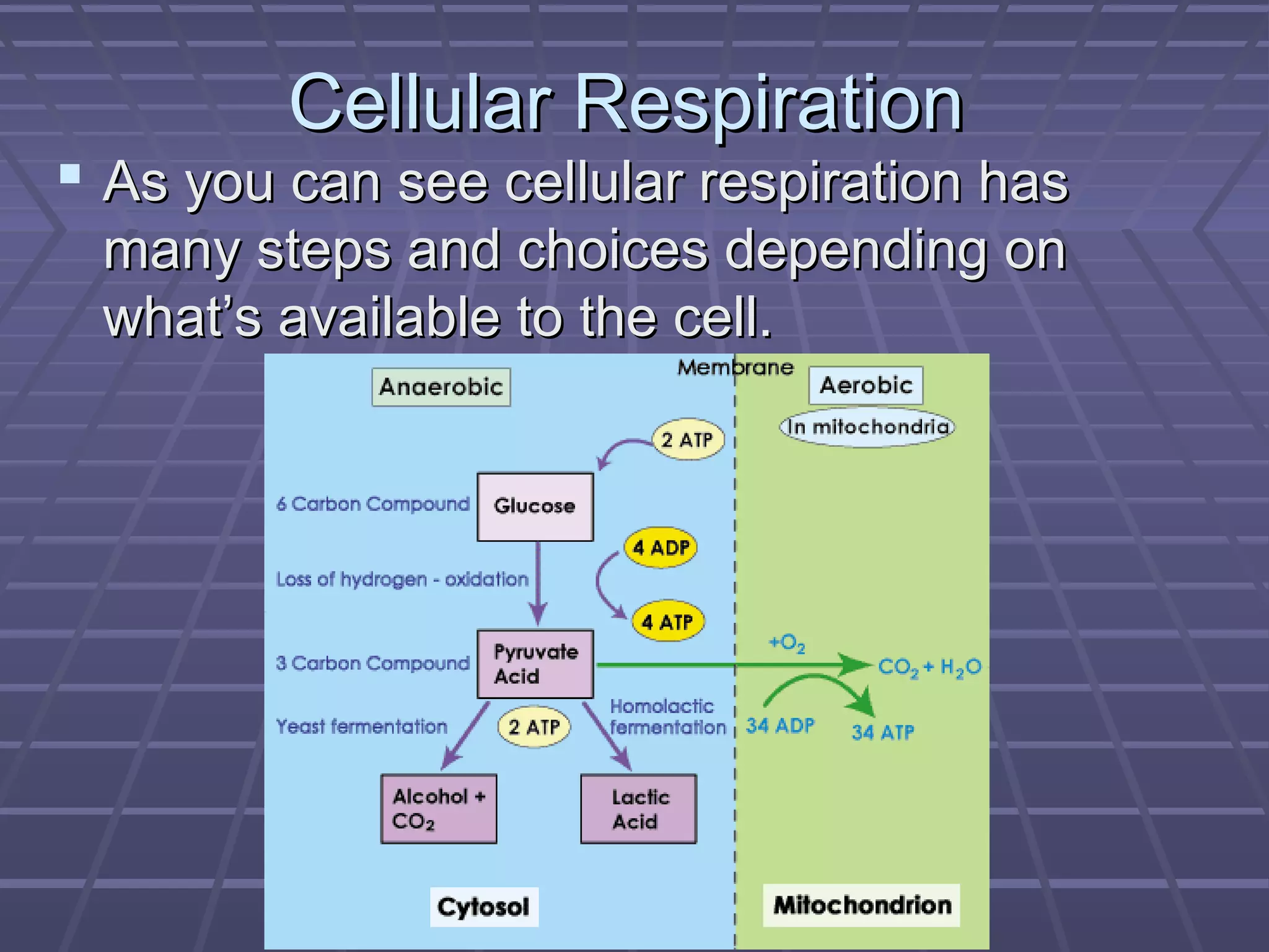 Cellular Respiration Notes | PPT