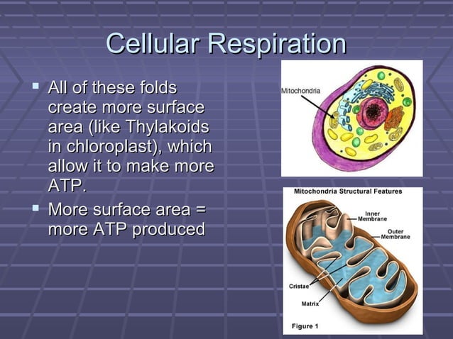 Cellular Respiration Notes | PPT | Chemistry | Science