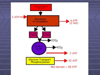 Cellular Respiration Notes | PPT