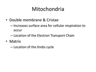 Cellular respiration part 1 | PPTX | Biological Sciences | Science