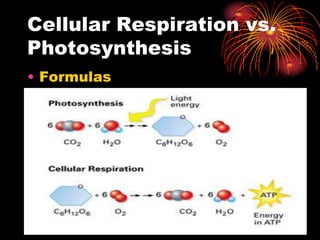 Cellular respiration part 1 | PPT