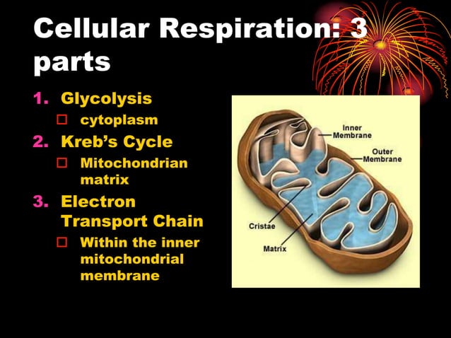 Cellular respiration part 1 | PPTX | Chemistry | Science