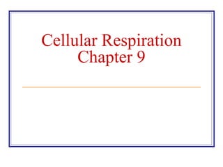 Cellular Respiration PowerPoint for secondary | PPT