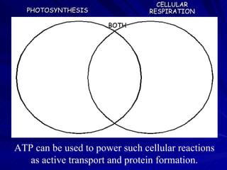 Cellular respiration powerpoint unit 5 continued (revised2006) | PPT
