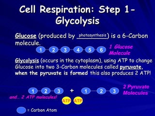 Cellular respiration powerpoint unit 5 continued (revised2006) | PPT