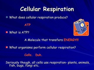 Cellular respiration powerpoint unit 5 continued (revised2006) | PPT