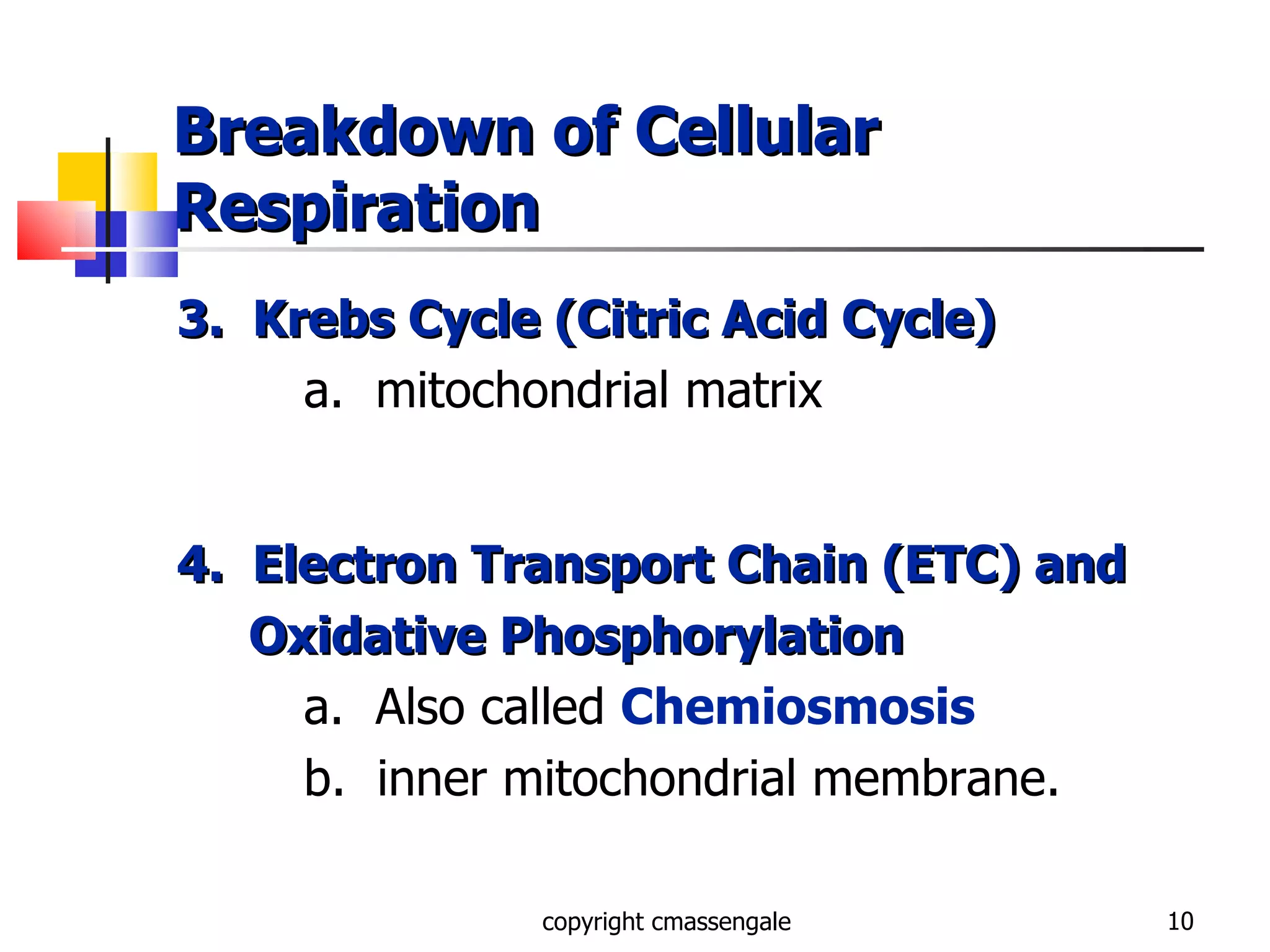 Cellular respiration ppt | PPT