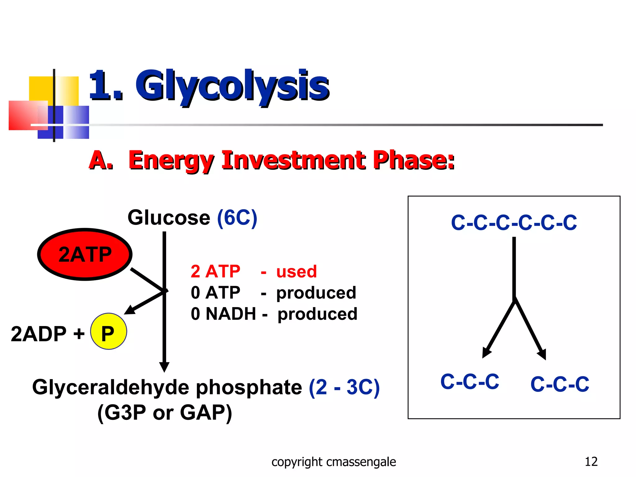 Cellular respiration ppt | PPT