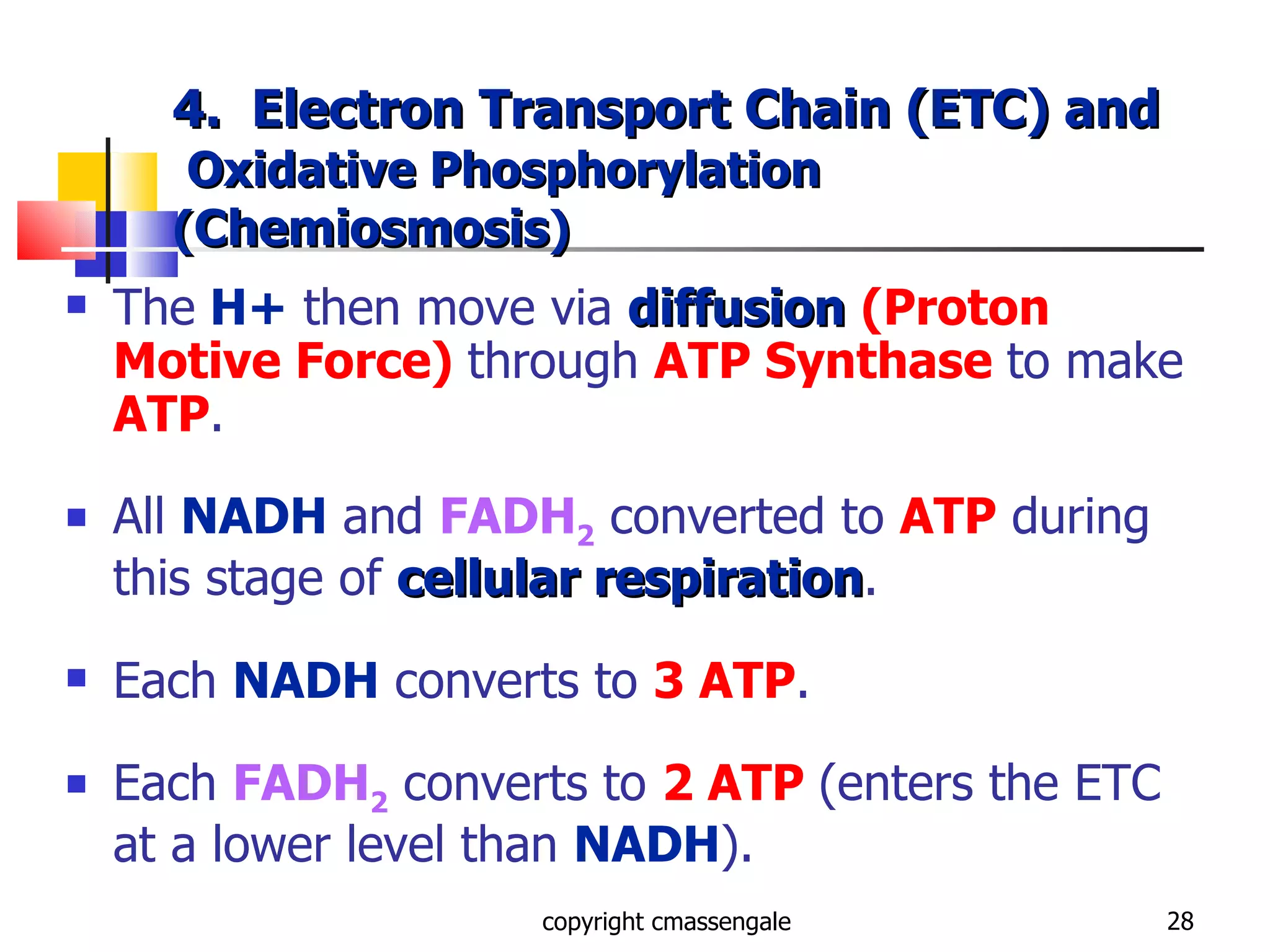 Cellular respiration ppt | PPT