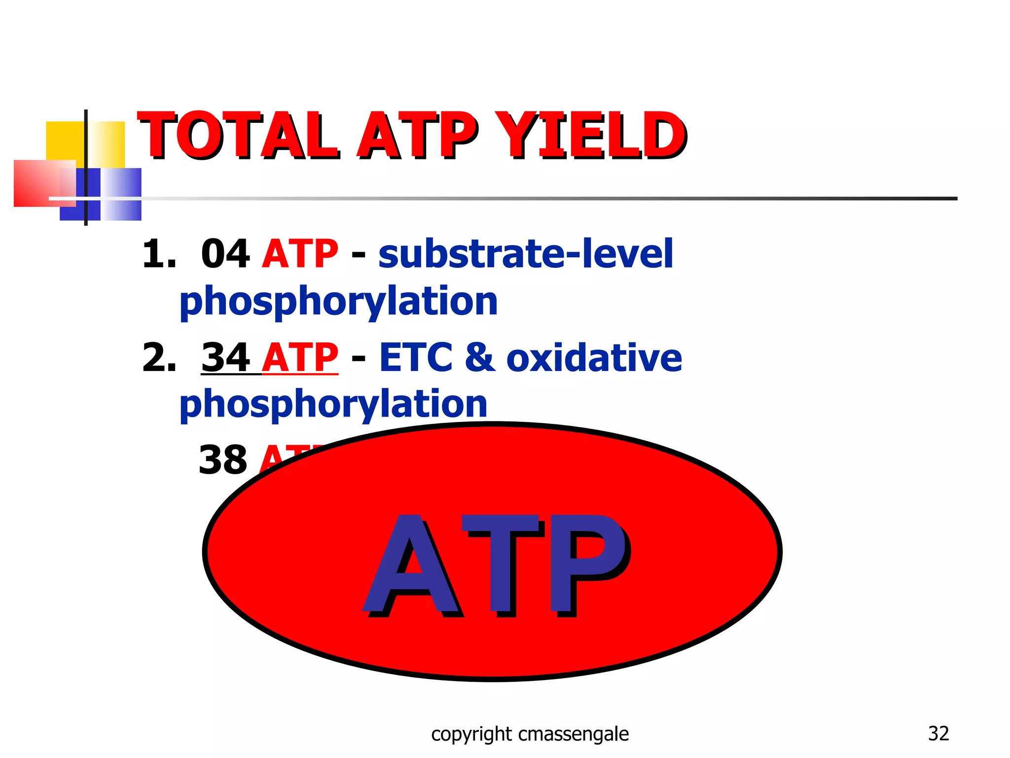 Cellular respiration ppt | PPT
