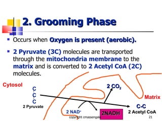 Cellular respiration ppt | PPT