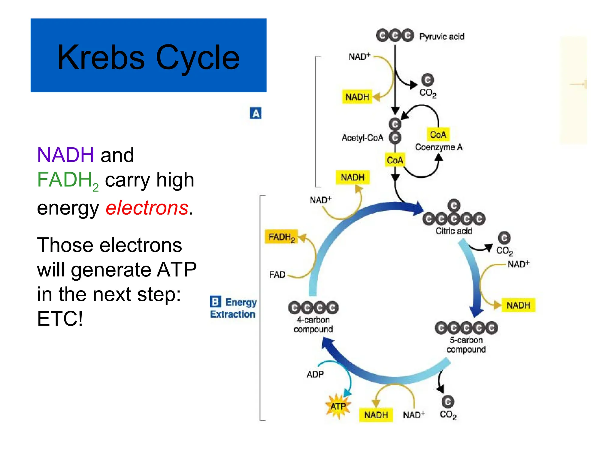 Cellular Respiration ppt.ppt general biology | PPT