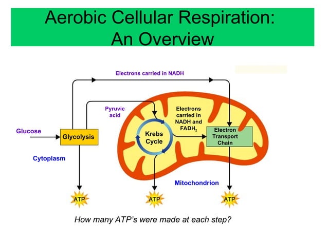 Cellular Respiration ppt.ppt general biology | PPT