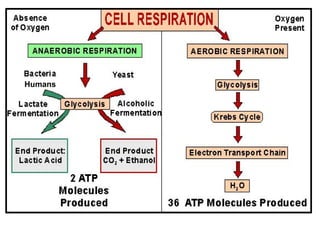 Cellular Respiration ppt.ppt general biology | PPT