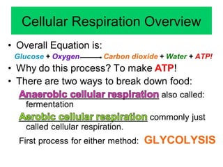 Cellular Respiration ppt.ppt general biology | PPT