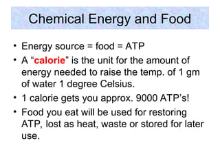 Different process in Cellular Respiration | PPT