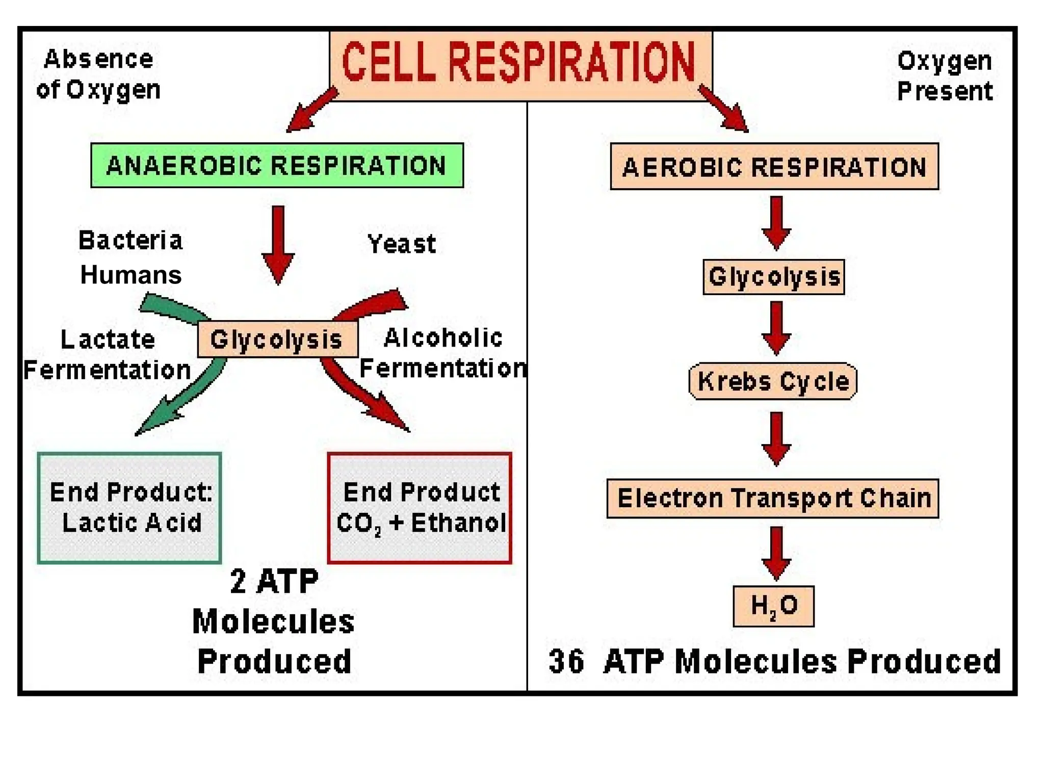 Cellular Respiration for grade 9 ppt.ppt