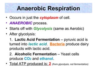 Cellular Respiration for grade 9 ppt.ppt