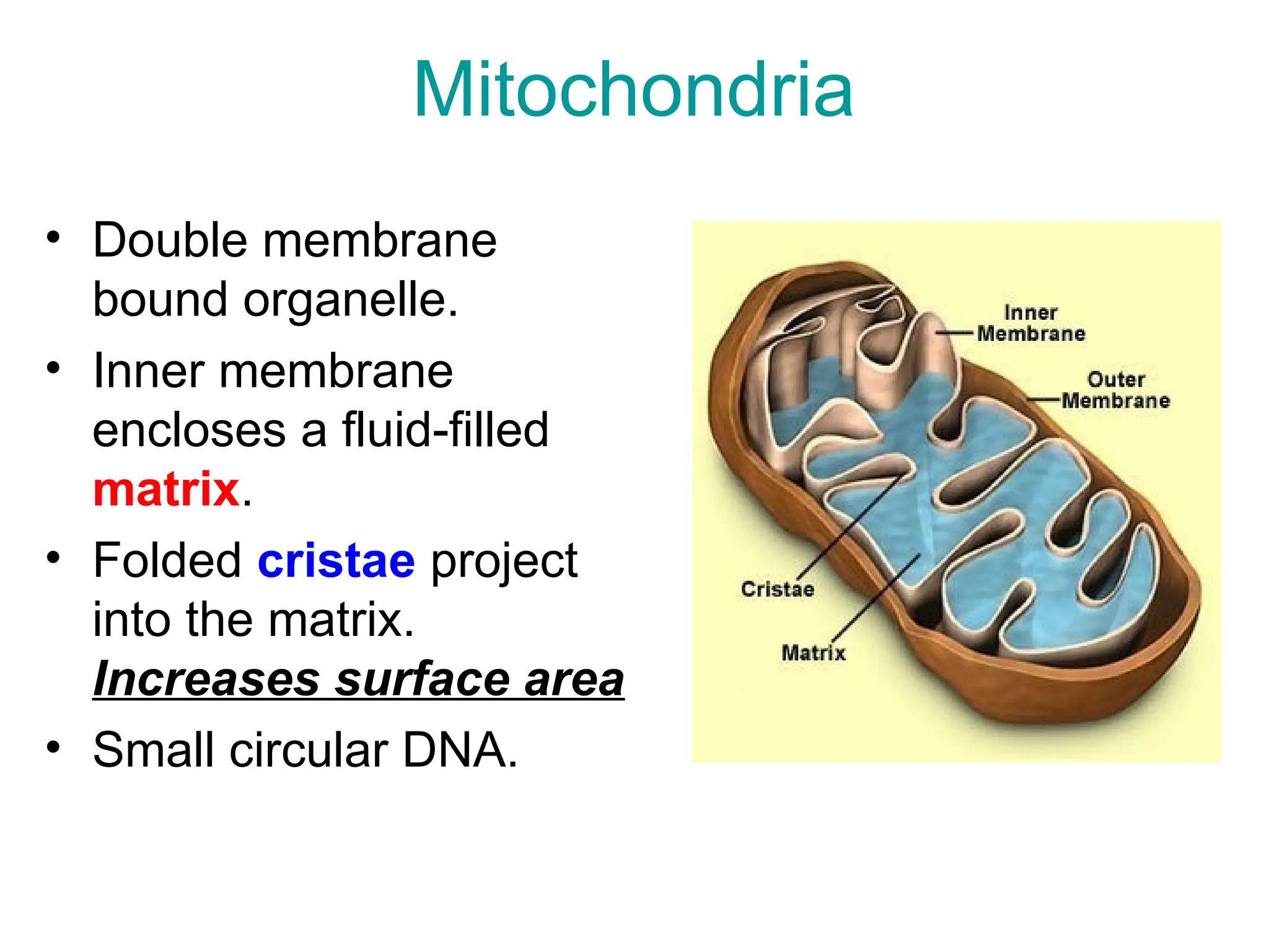 Introduction to Cellular Respiration.ppt