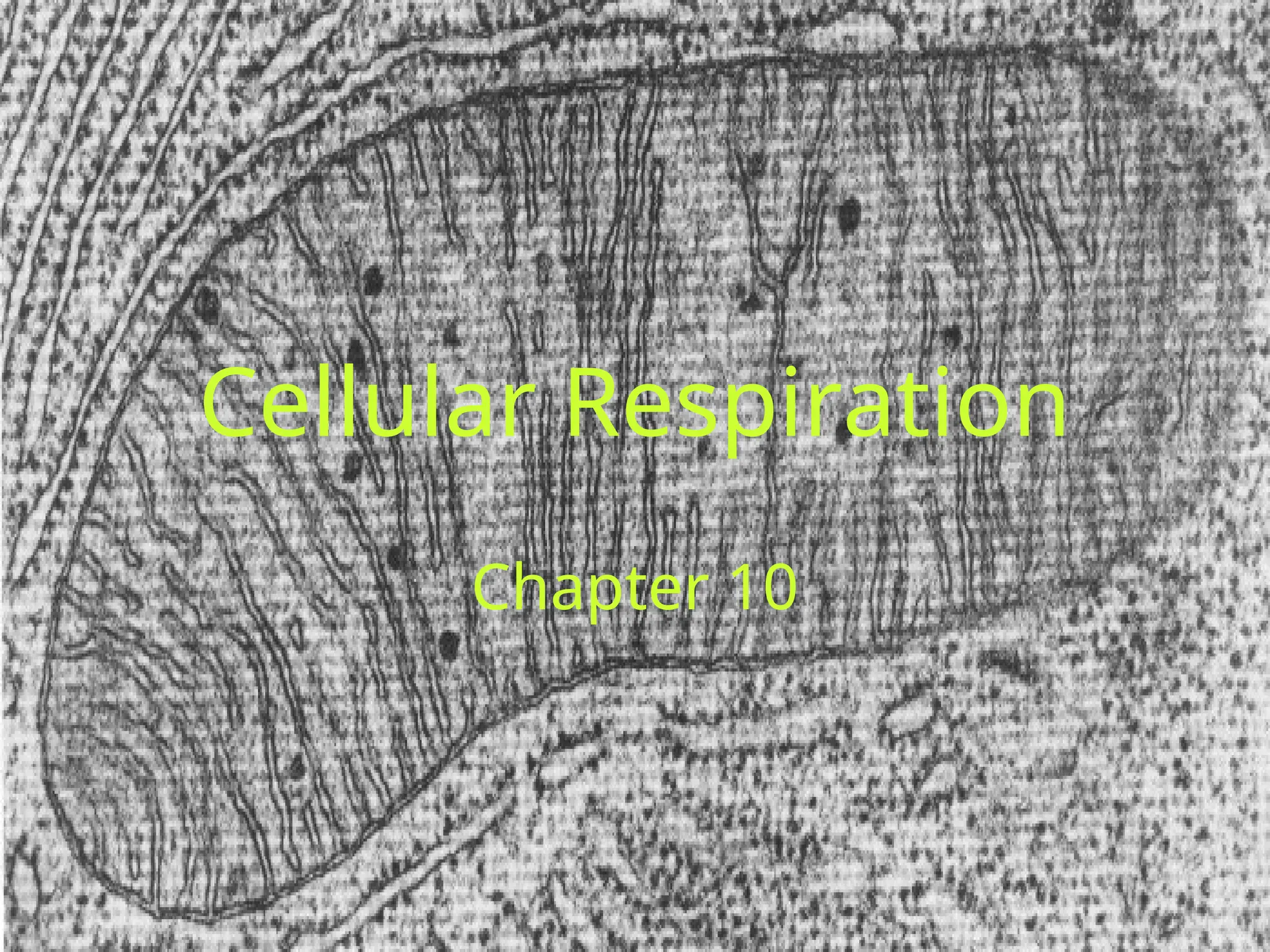Cellular Respiration Cellular RespirationCellular RespirationCellular ...