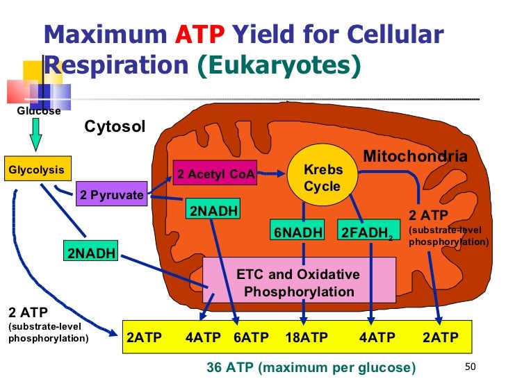 Cellular respiration ppt wit turning pt qs
