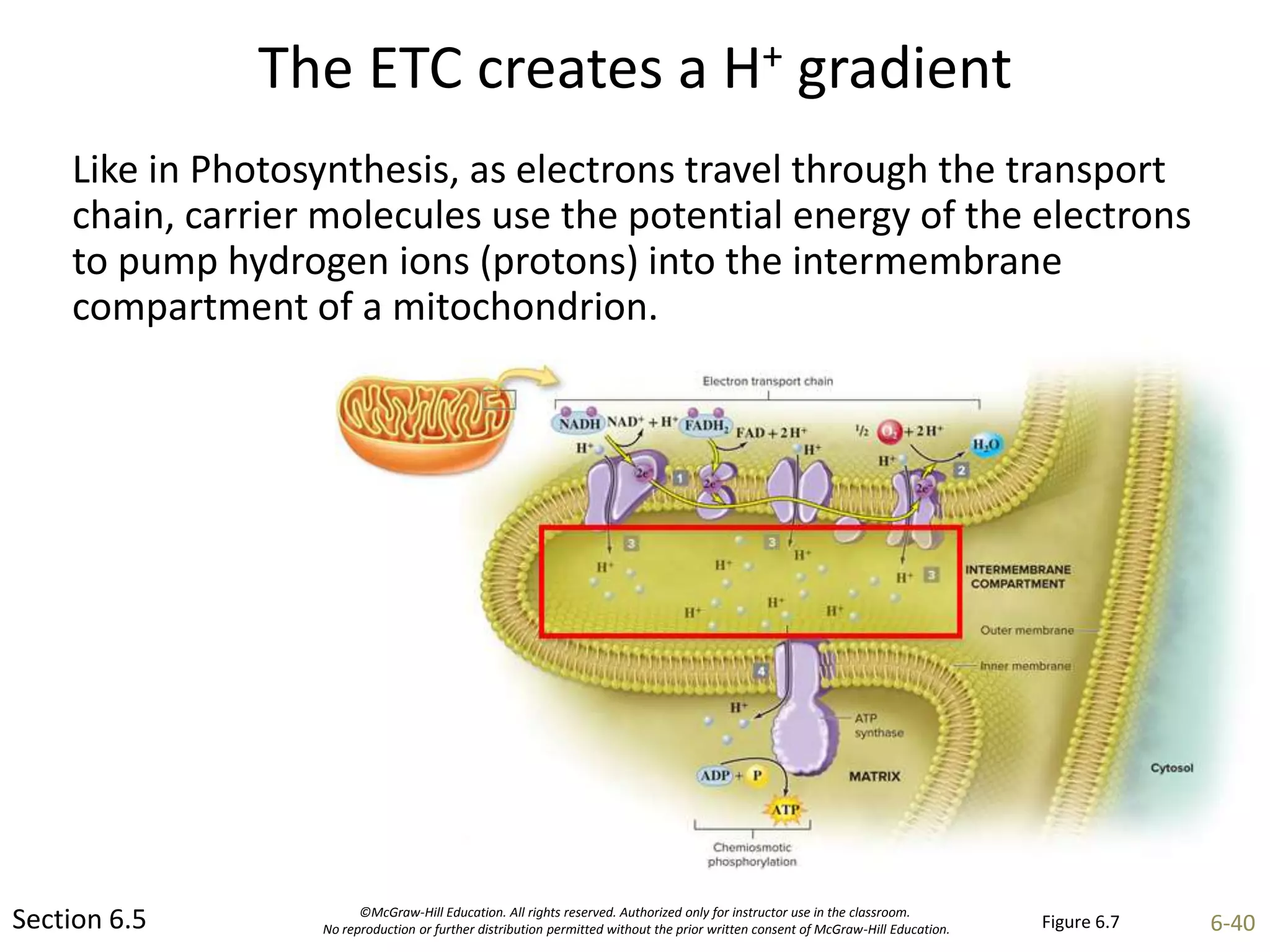 Cellular respiration | PPTX