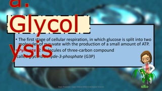 Cellular Respiration | PPT