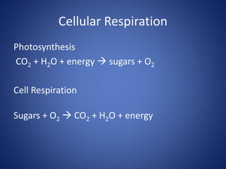 Cell Respiration And Photosynthesis Equation