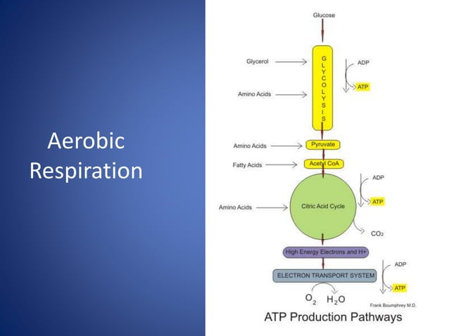 Powerpoint Lecture Notes: Cellular Respiration | Biology I