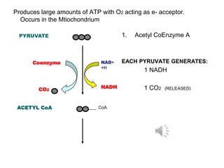 Cellular respiration within mitochondrium | PPT