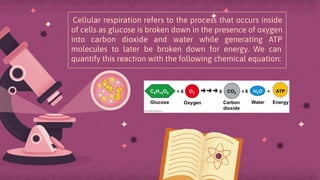 Cellular Respiration with Yeast Demo.pdf