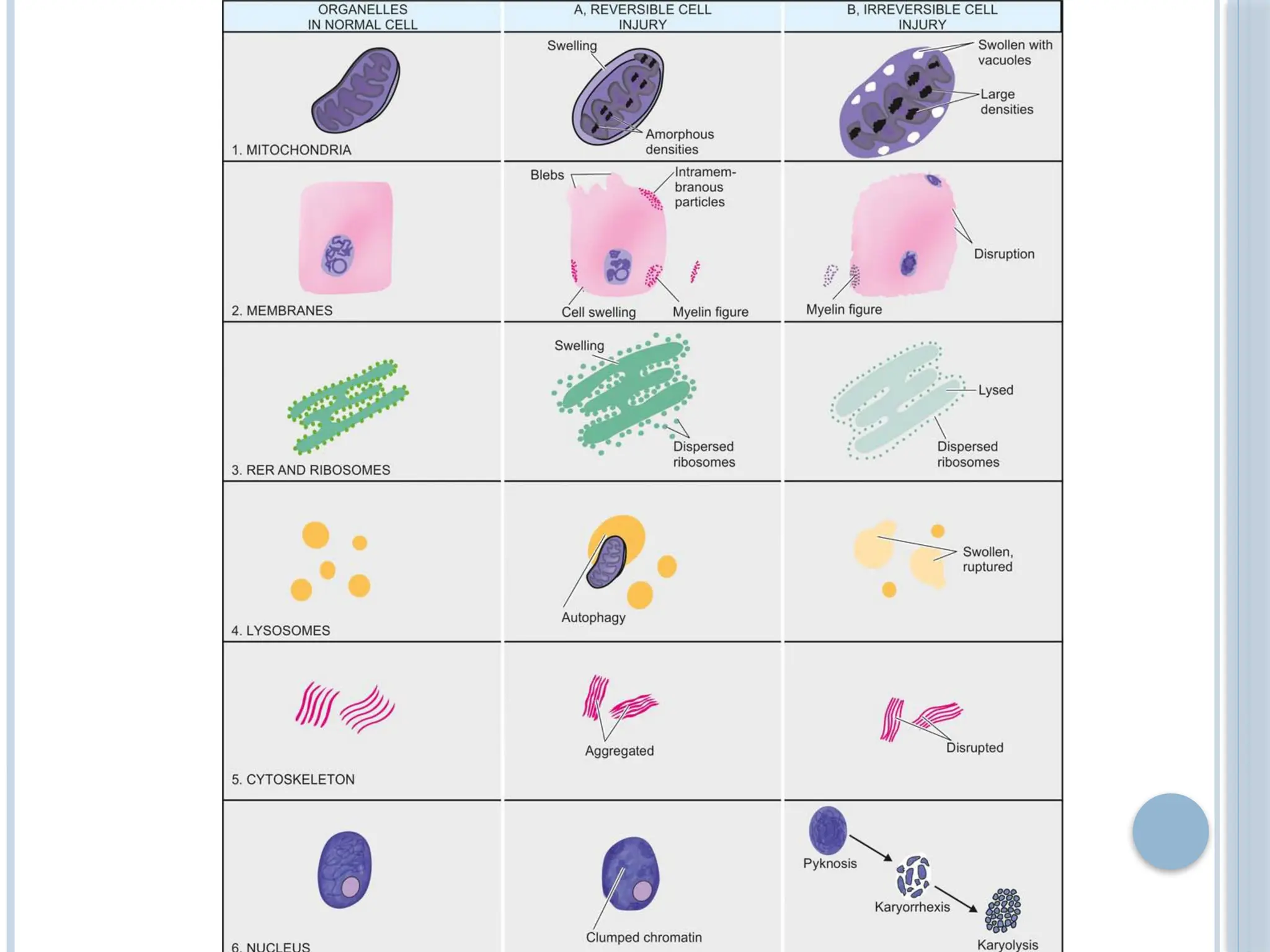 cellular reactions to injury (PATHOLOGY) | PPTX