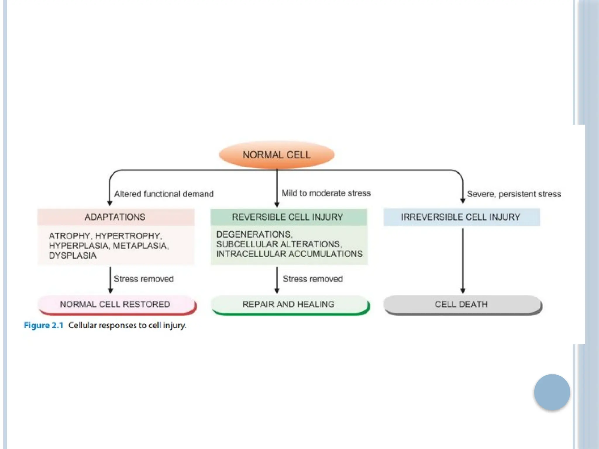 cellular reactions to injury (PATHOLOGY) | PPTX