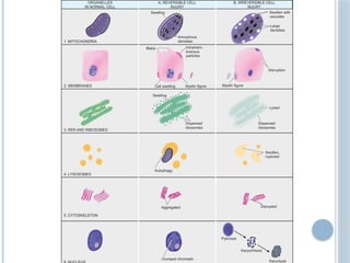 cellular reactions to injury (PATHOLOGY) | PPTX