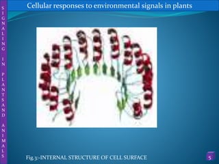 Cellular responses to environmental signals in plants | PPTX